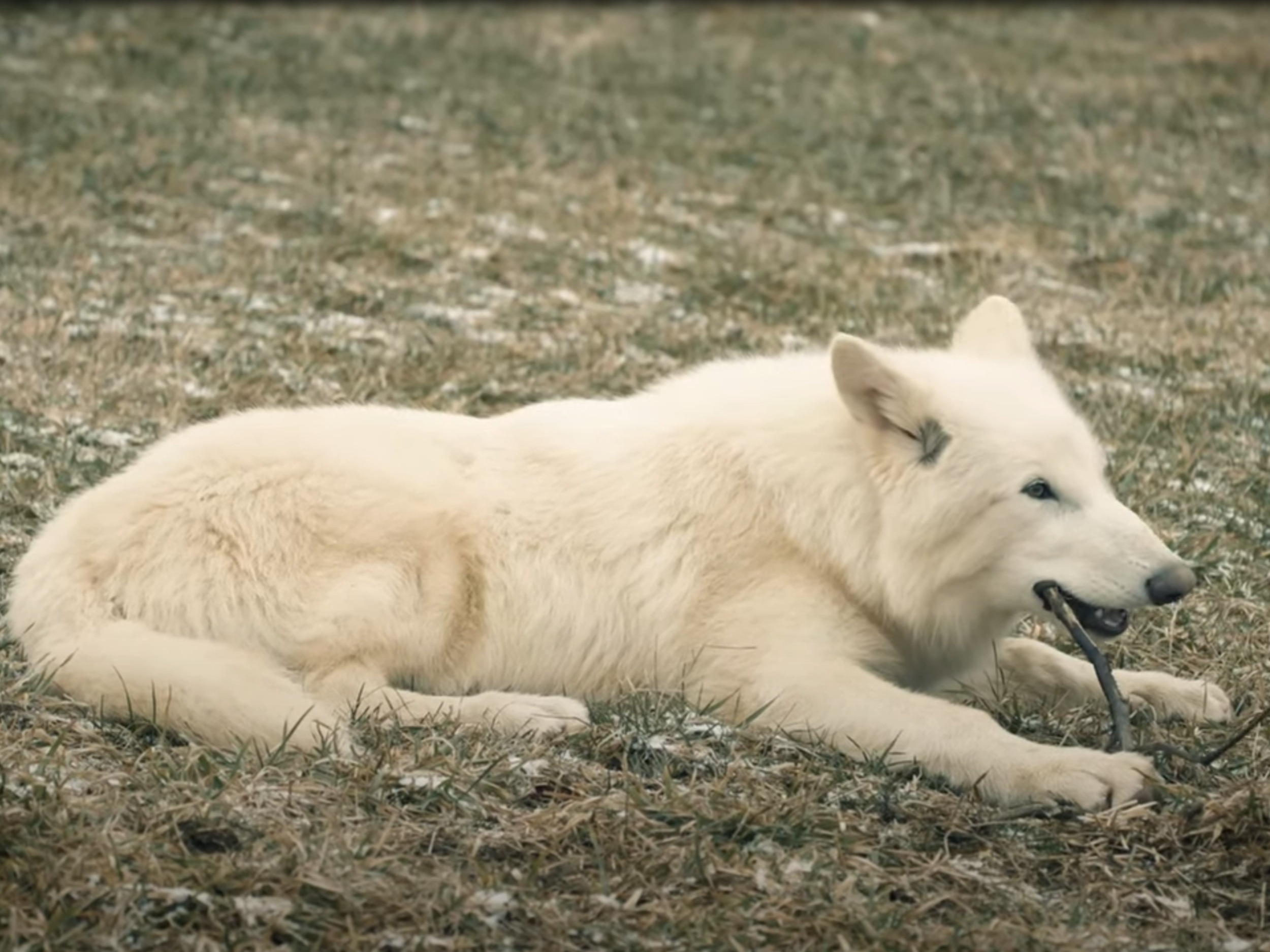 Just like Game of Thrones – but real: First dire wolves born in over ...