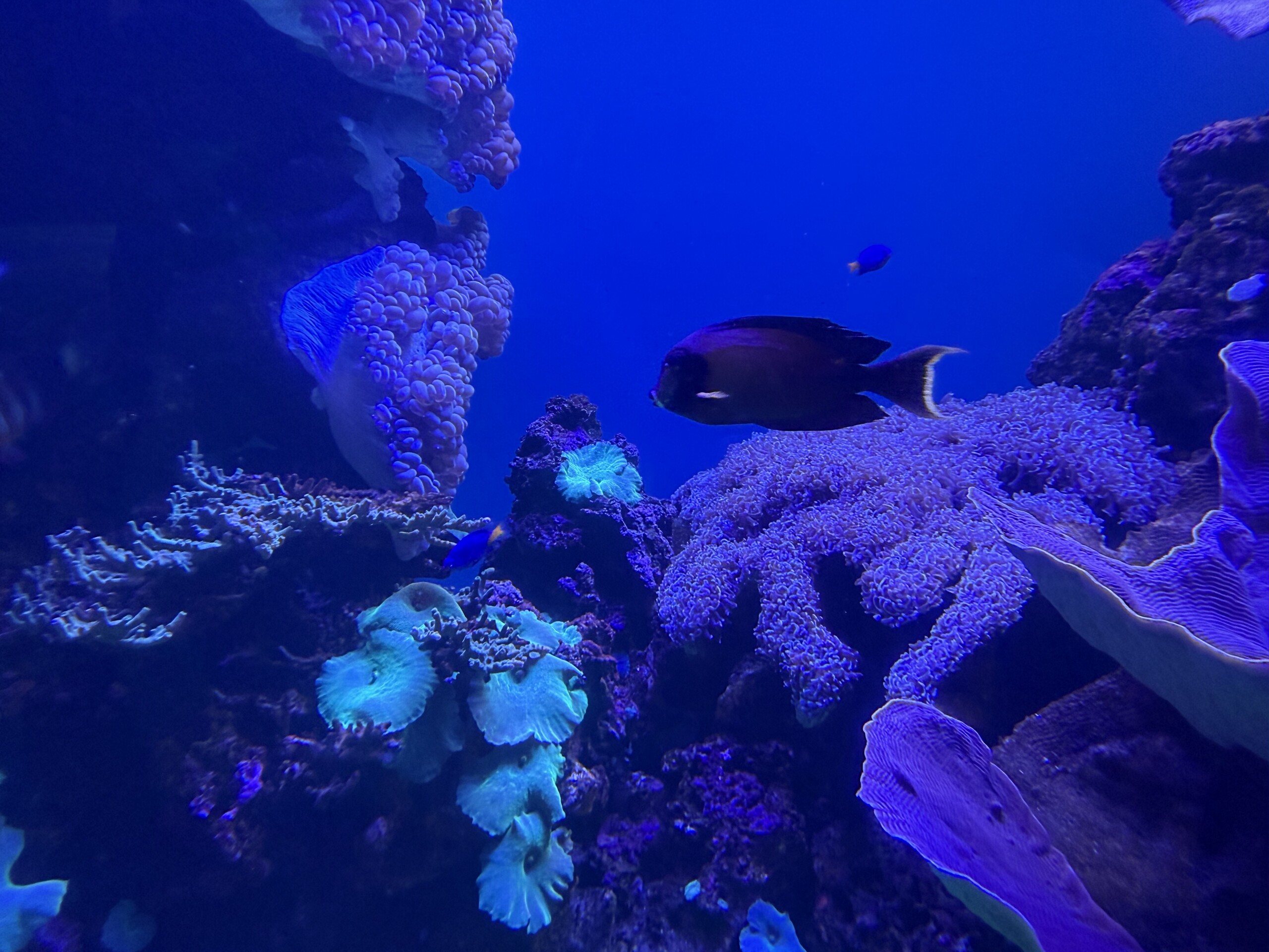 Photo comparison: With two of the best camera smartphones in Hawaii in ...