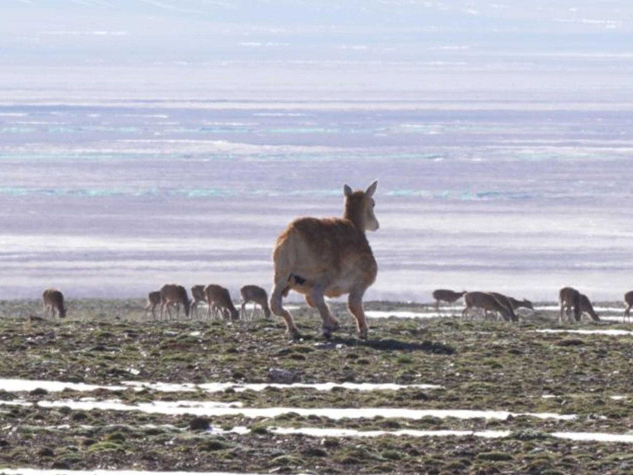 Animal robot spy: Bionic antelope infiltrates herds on the Tibetan ...