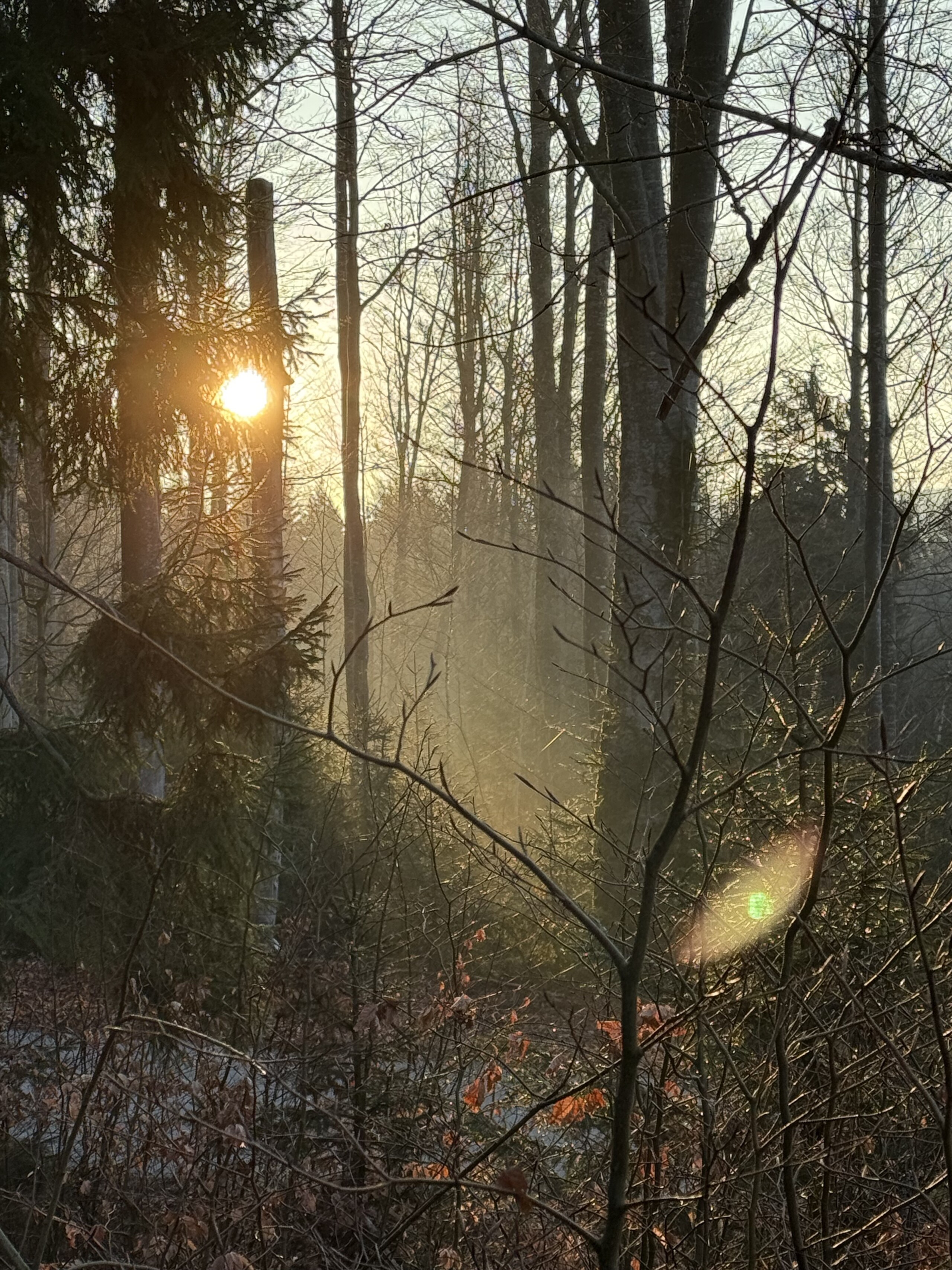 Smartphone photo comparison: Shots taken in the Bavarian Forest ...